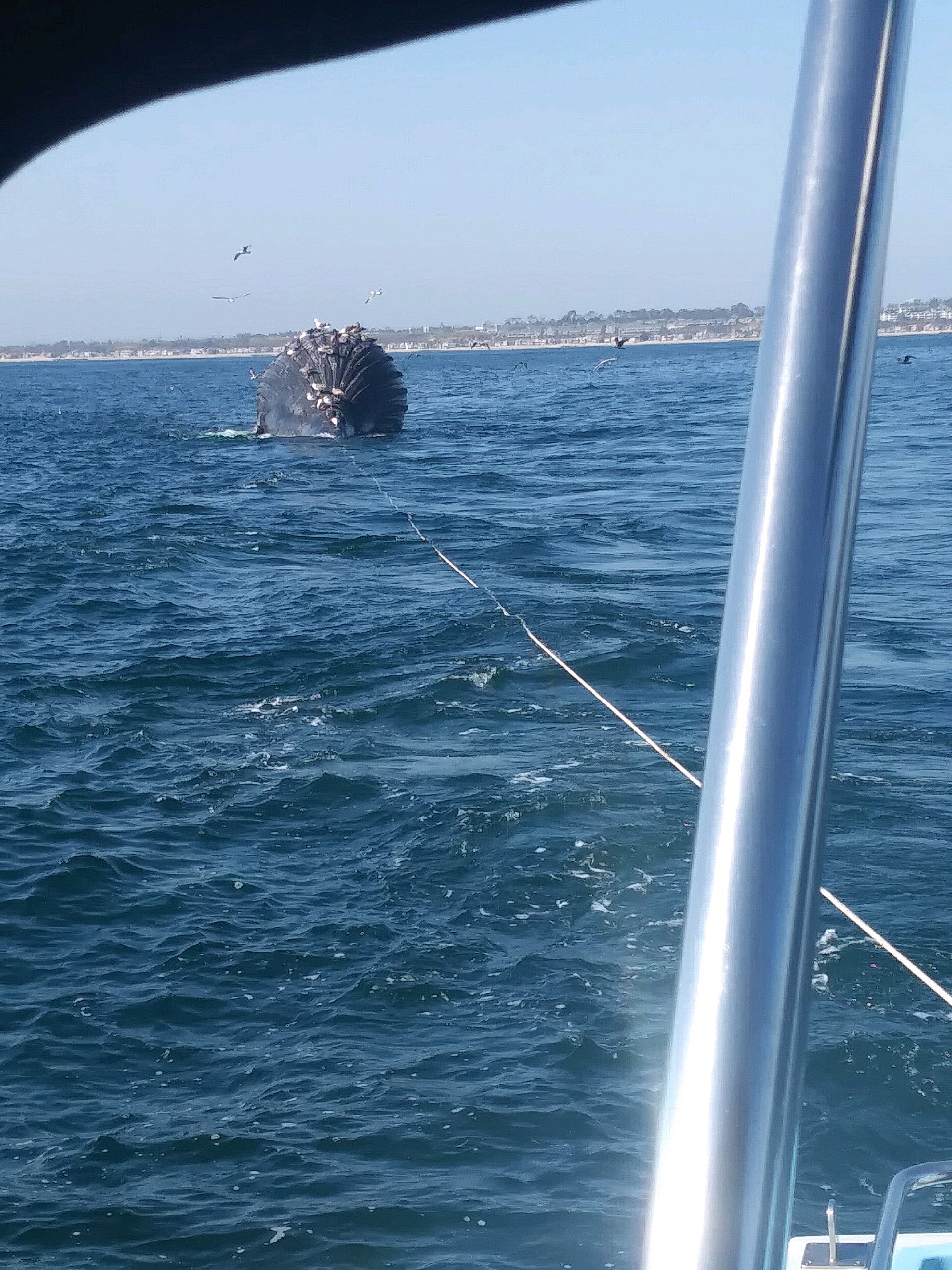 Giant Great White Shark Feasts on Whale Carcass