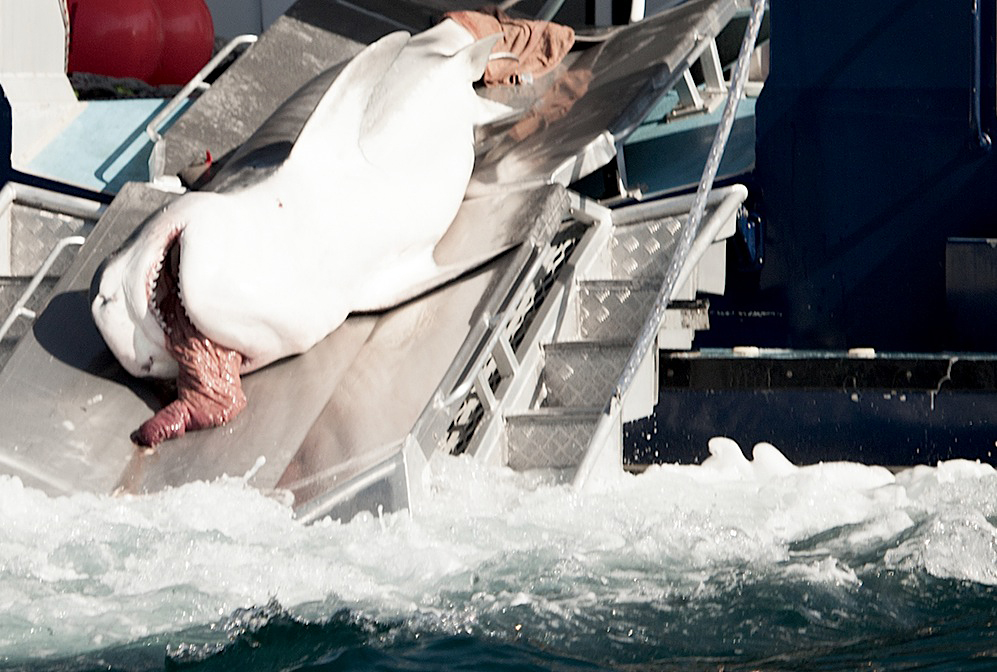 Shark Protection Device Rebate Offered in Western Australia