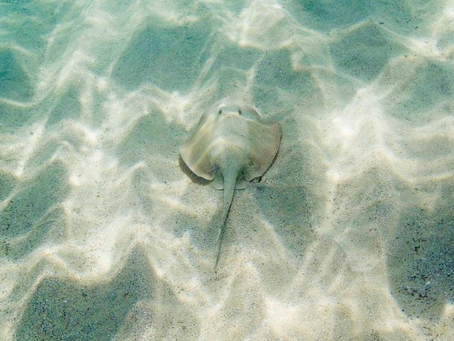 How To Treat a Stingray Sting + When Do Stingrays Migrate? - Surfline