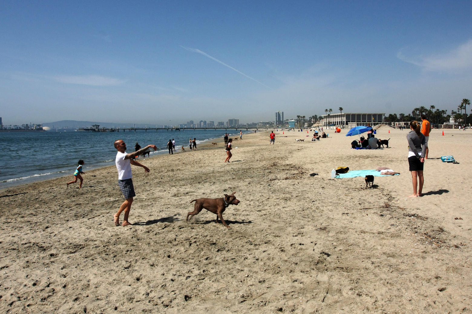 California's Best Dog Beaches for Surfers