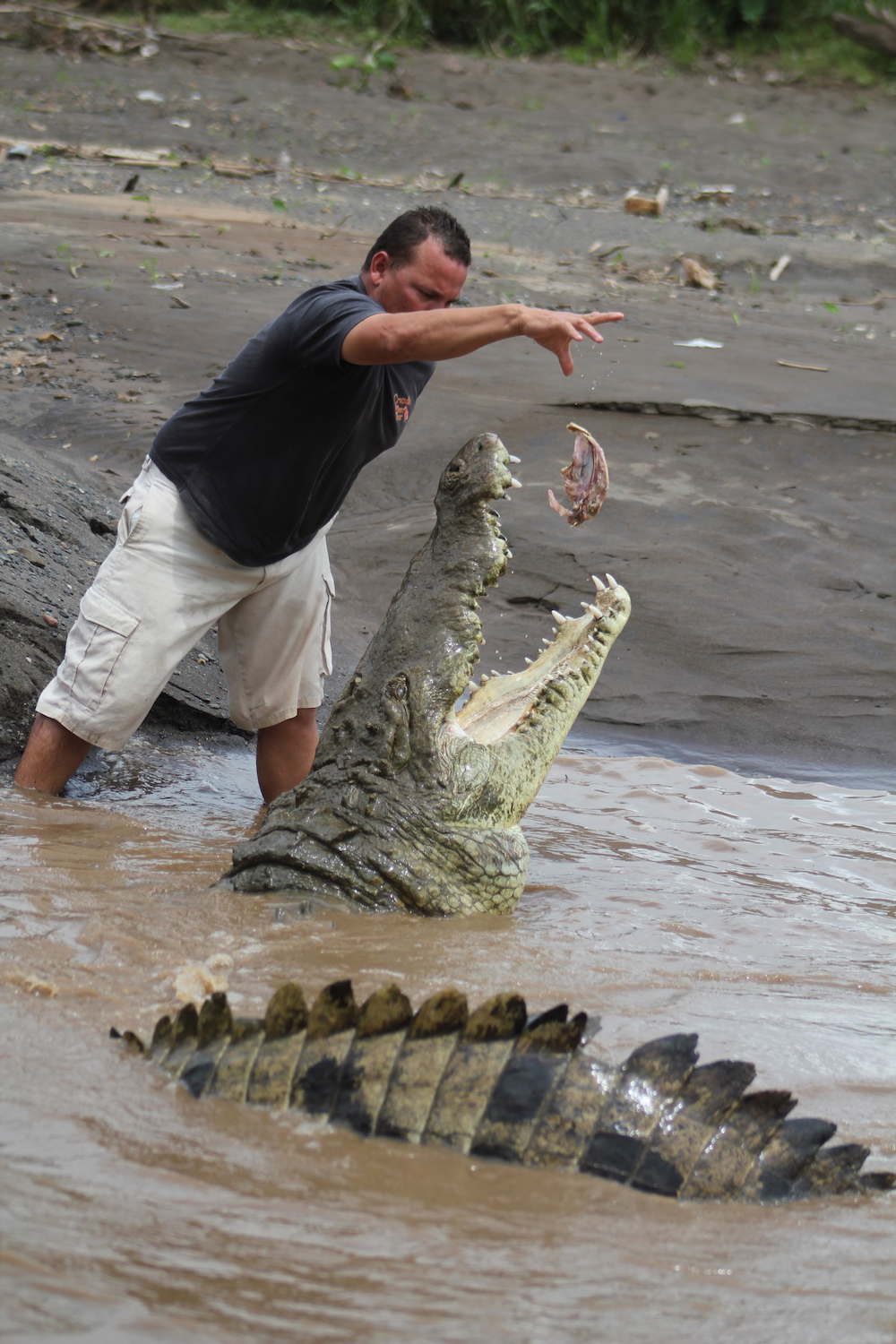 Crocodiles vs. Sharks: Which Poses a Greater Threat to Surfers?