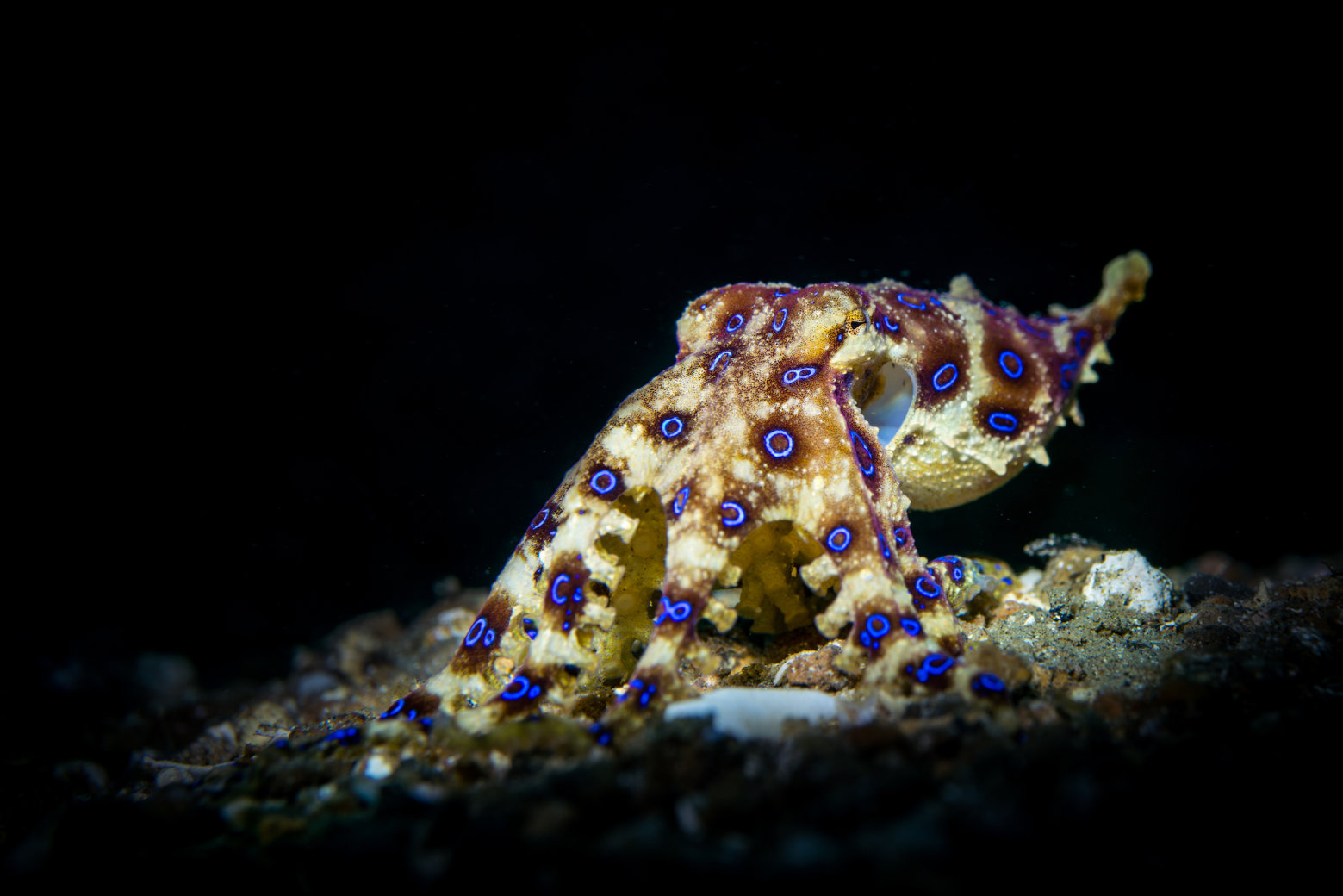 The Most Dangerous Ocean Creatures