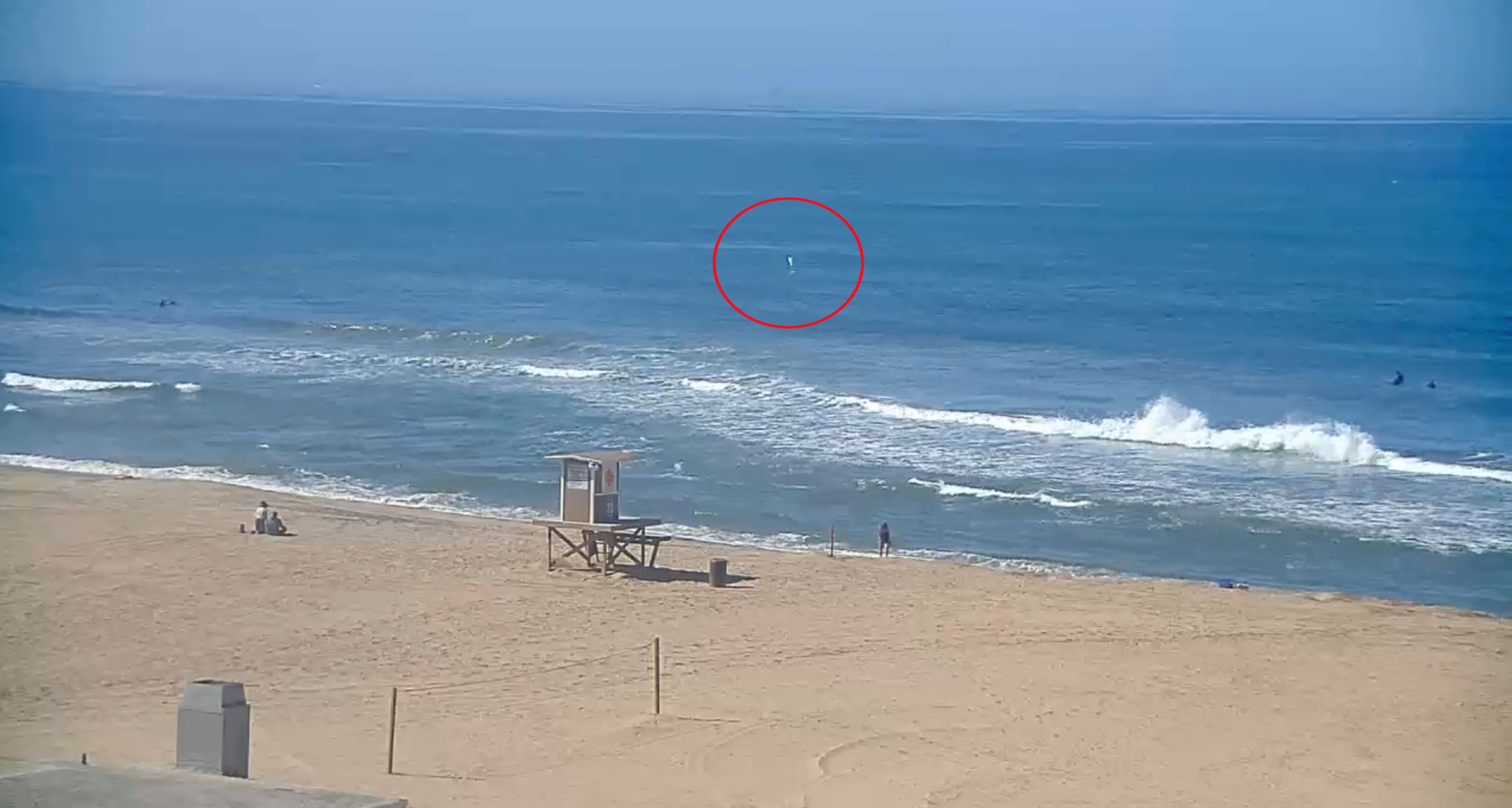 Great White Shark: Surf News, Videos & Photos at Surfline