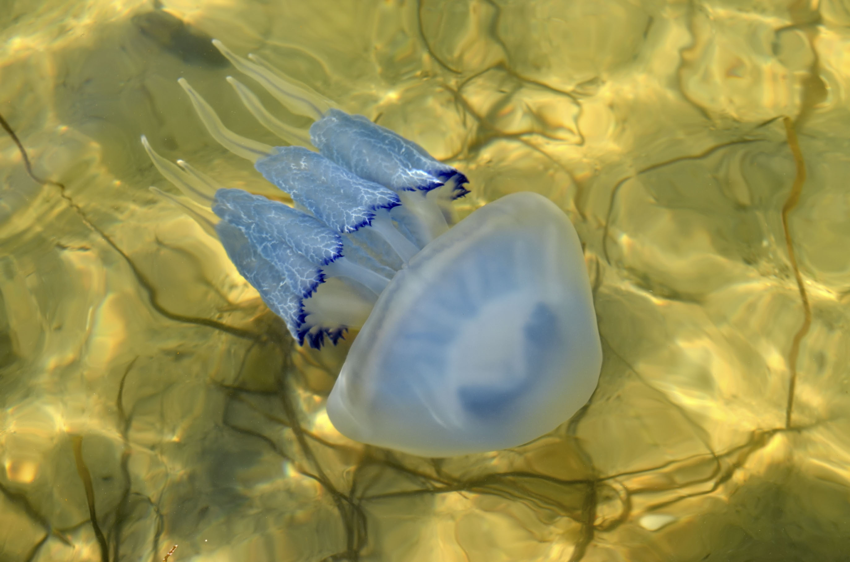 Stingers And Blooms: The Weird World Of Jellyfish