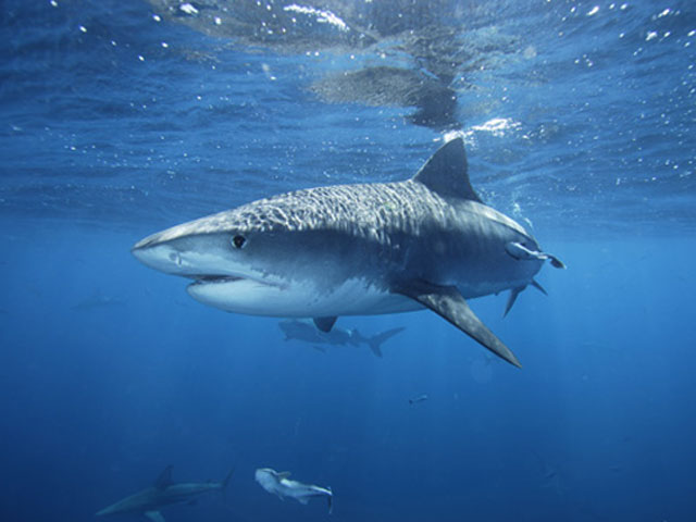 Shark Nets: Pulling Back The Curtain