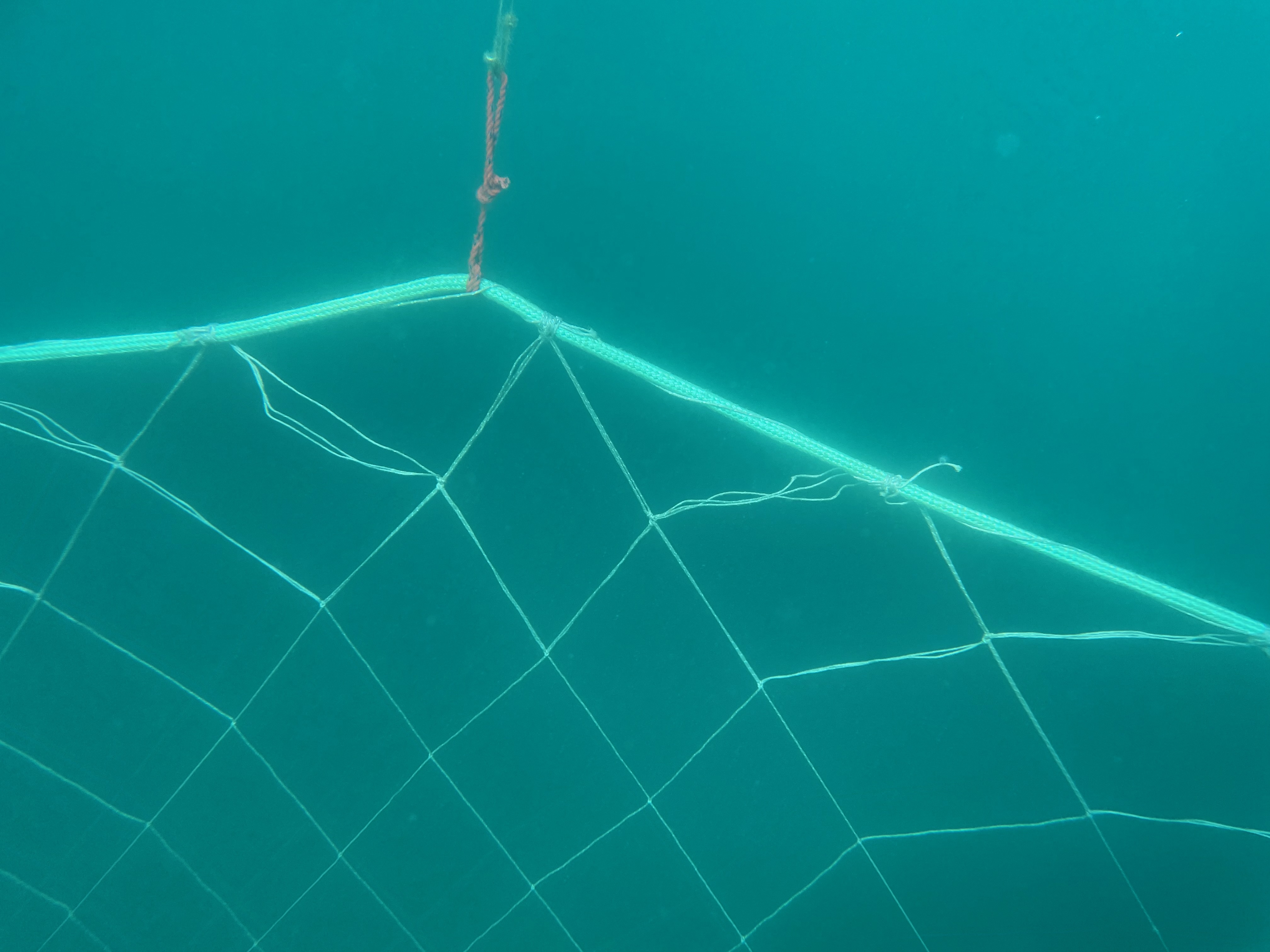 Shark Nets: Pulling Back The Curtain