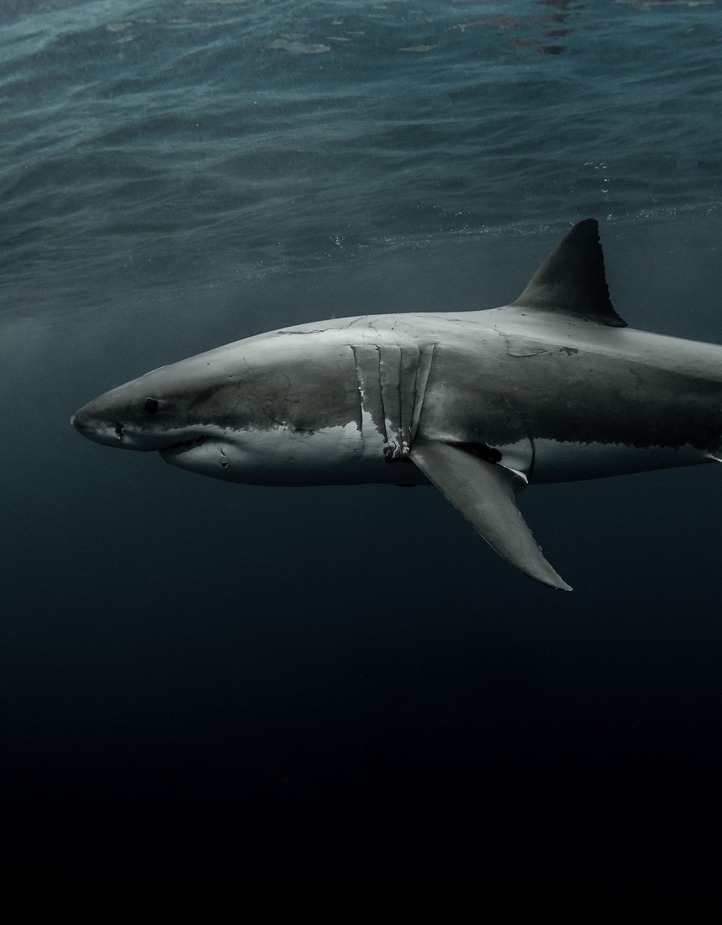 Hard To Fathom: Behind The South Australian Shark Attacks