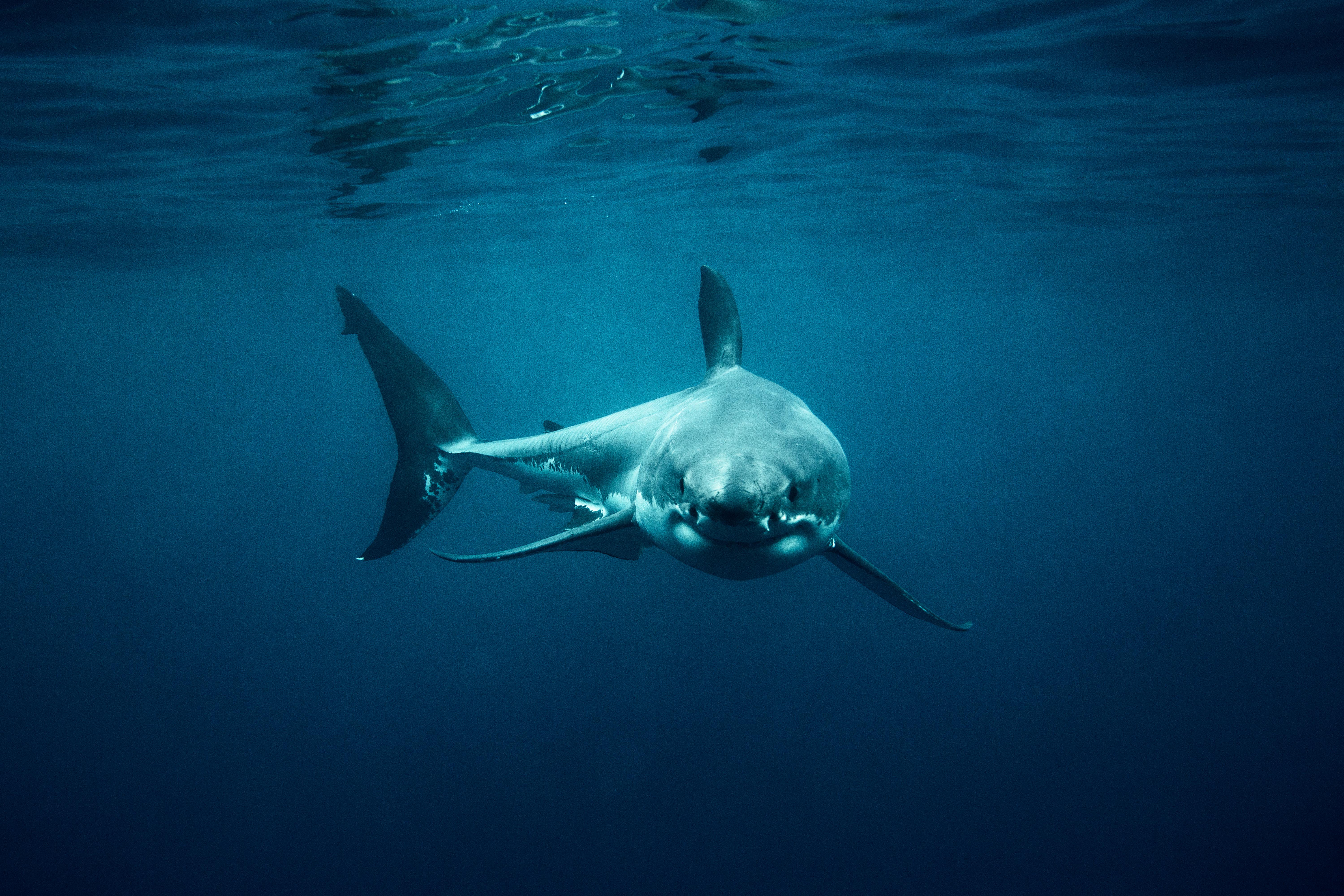 South Africa: Where Are the Sharks?