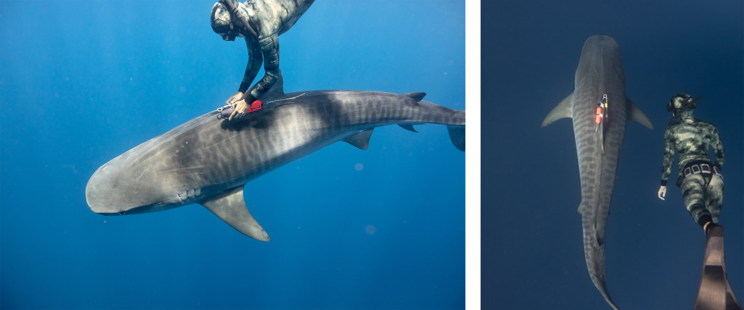 After The Attack: Tiger Sharks off Oahu, Fear and Facts