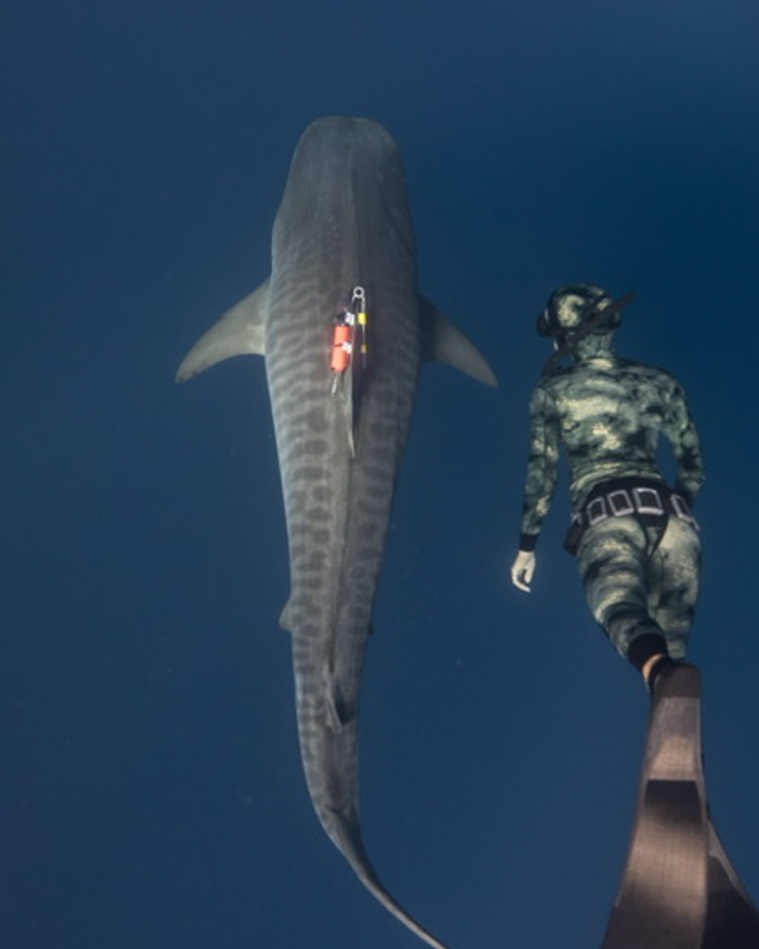 After The Attack: Tiger Sharks off Oahu, Fear and Facts